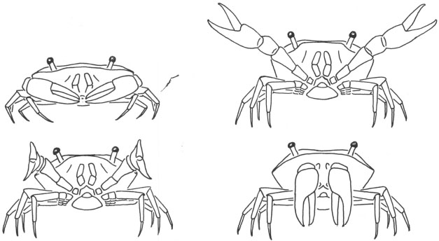 “How Animals Communicate” on Digital Publishing at Indiana University Press